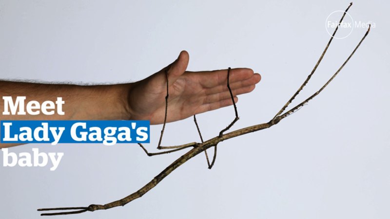 Video: The world's longest stick insect?