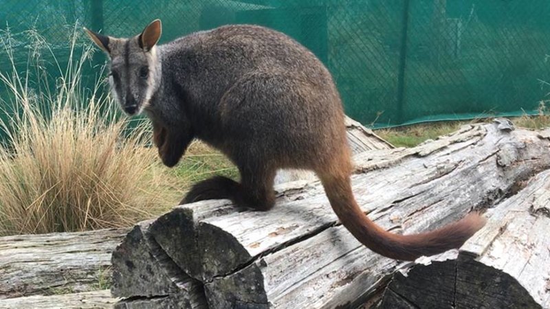 Video: Brush-tailed rock-wallabies get a new enclosure