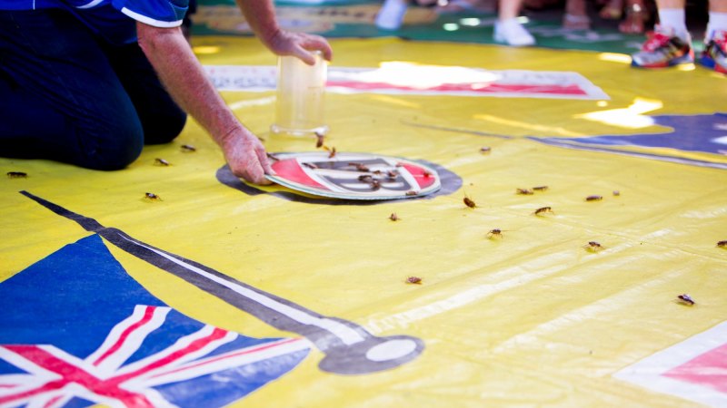 The 36th annual cockroach race