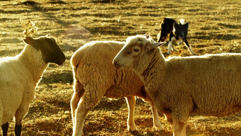Chlamydia in sheep 'highly prevalent' and not transmitted how you might ...