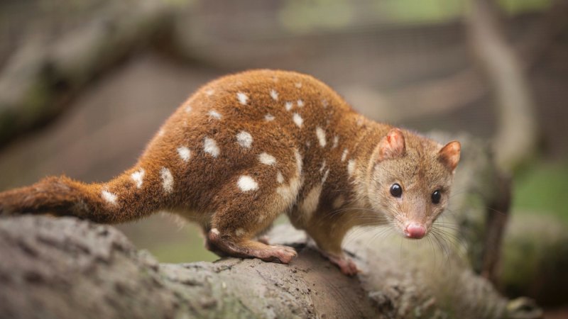 Here are 13 remarkable animals facing extinction in NSW ... and there ...