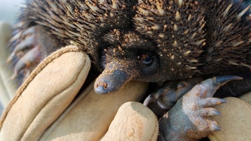 Video: Perth Zoo welcomes echidna puggle