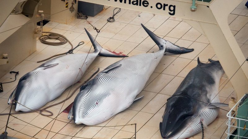 Japan's sad whale obsession is a dying tradition