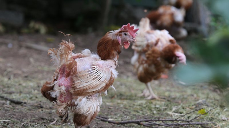 Poultry code review could help unscramble rules allowing cruelty to ...