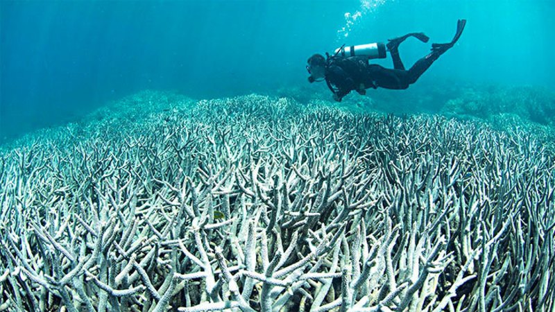 Video: Coral bleaching: the facts