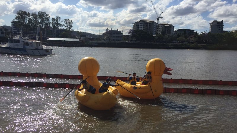 40,000 rubber ducks flood Brisbane River to raise funds for cancer research