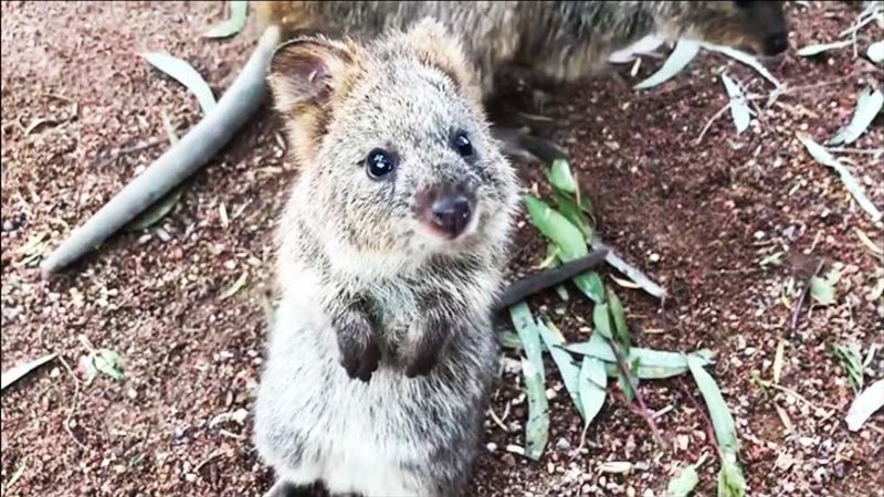 Video: Baby quokka's first steps