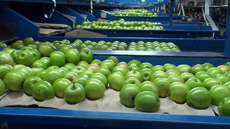 Video: Where do apples come from?