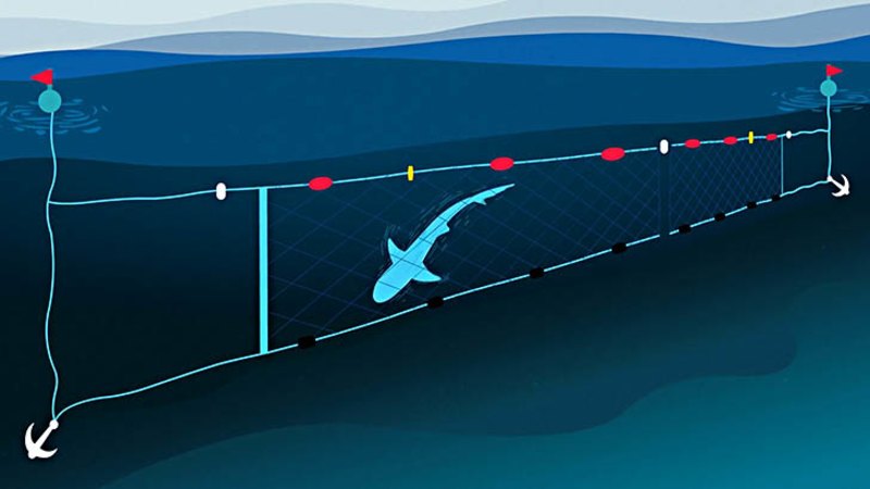 Video: How shark nets work