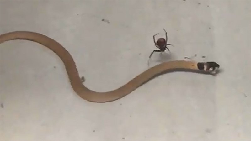 Video: Redback spider vs snake