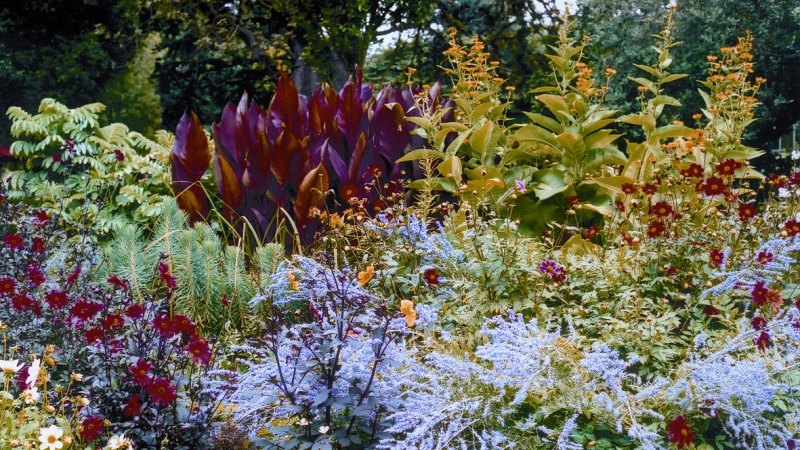 Indigenous plant secrets and autumnal colour