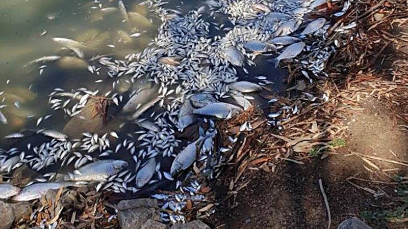 Video: Mass fish death in Darling River