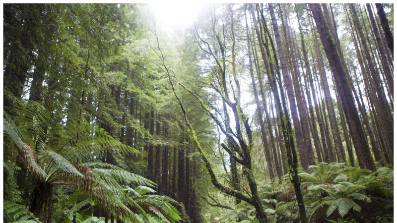 California dreaming: the redwoods of the Otway Ranges