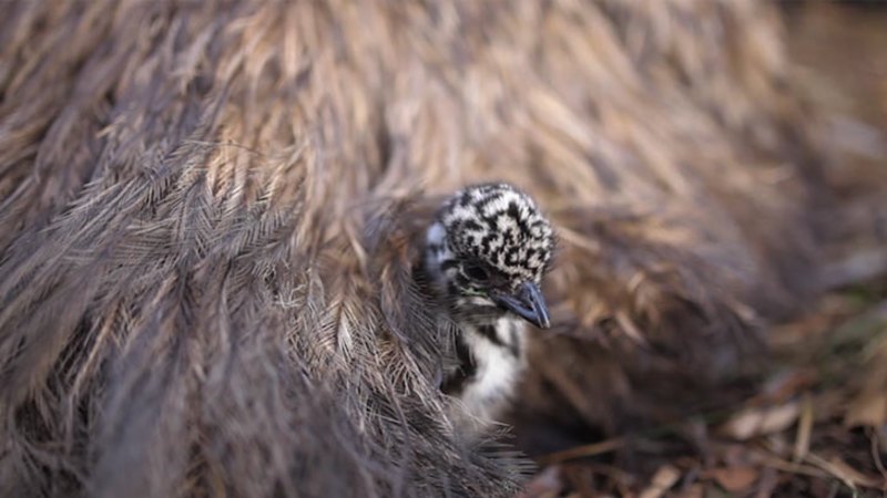 Video: Emu chick hatching on camera