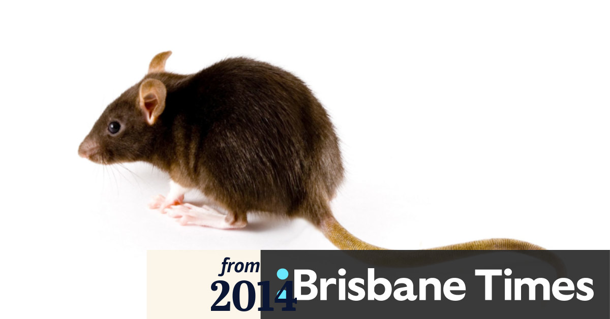 Rat tales on the rise in Brisbane