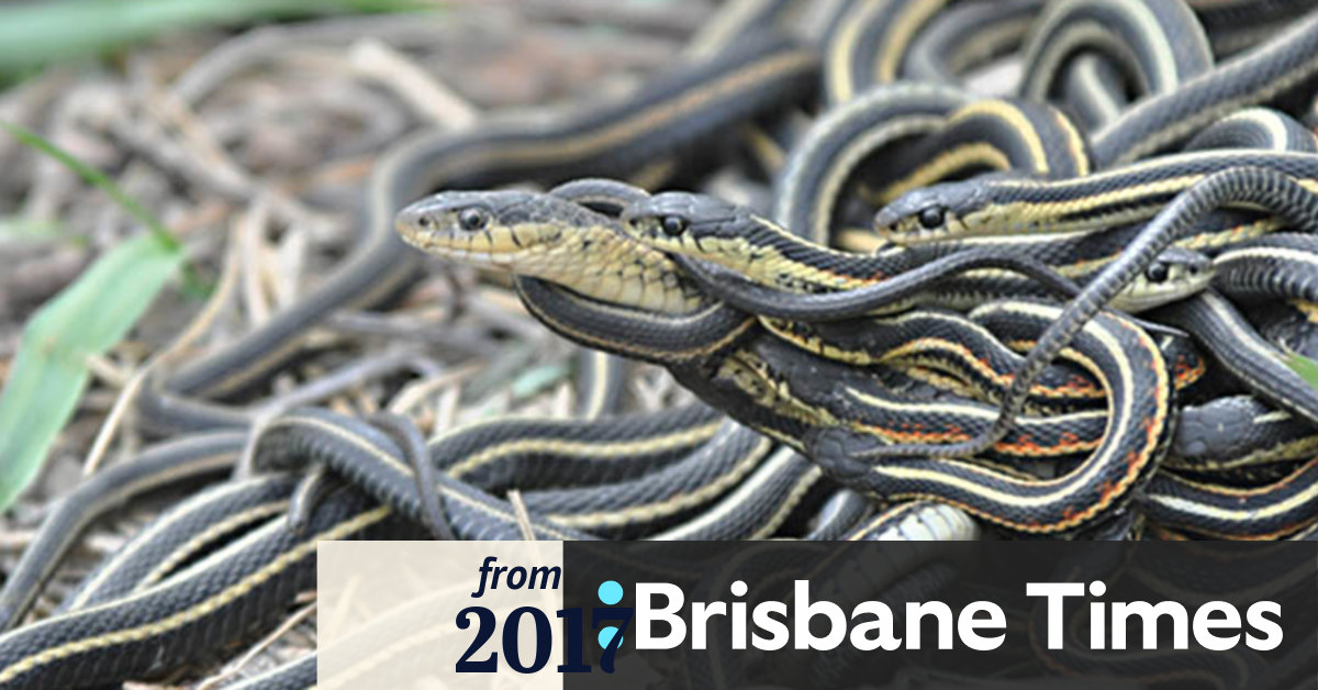Video: Snake orgy takes its toll