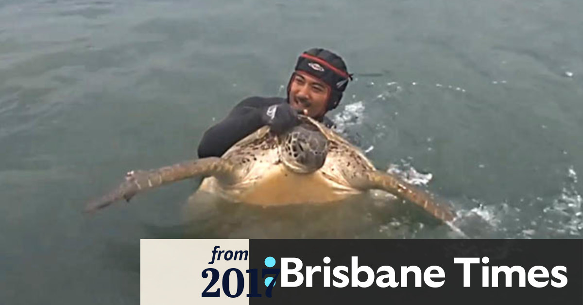 Video: How to catch a turtle