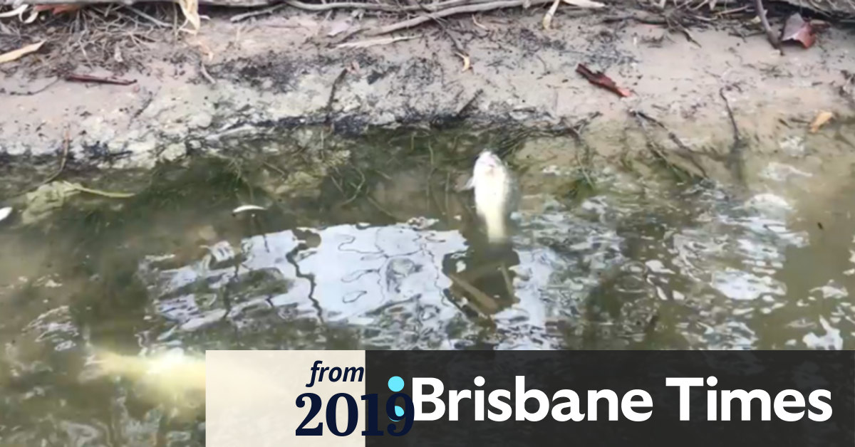 Video: 'Dying infront of us': Darling river fish continue to die