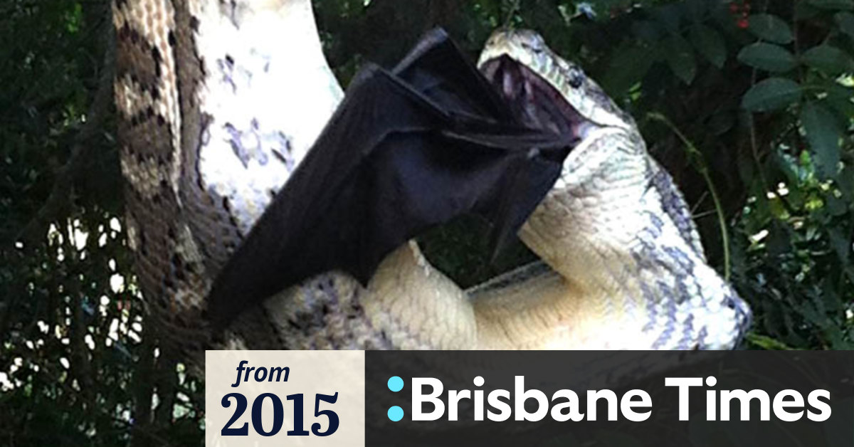 Video: Snake eats bat: 'too gross'