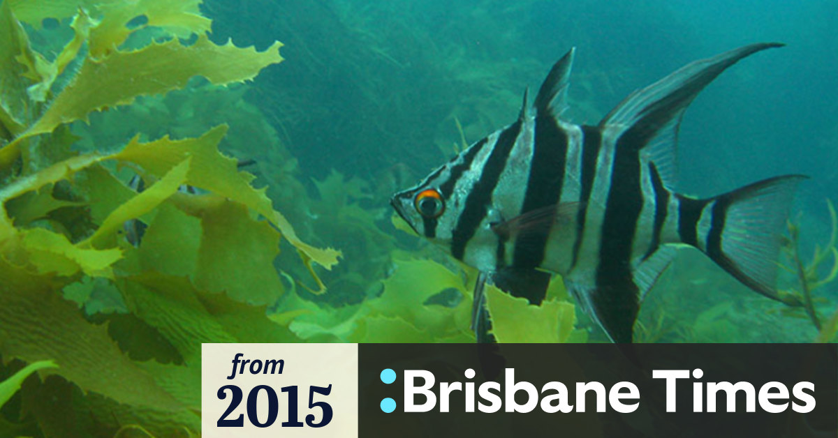 Video: Camera reveals Wilsons Prom 'like Great Barrier Reef'