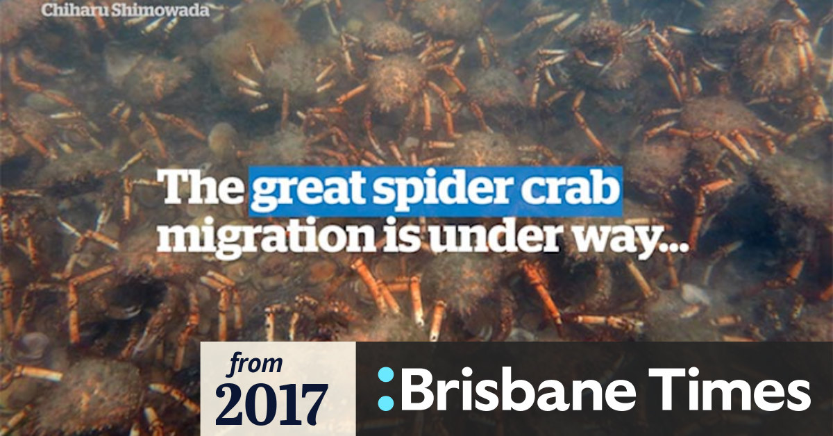 Video: Giant spider crab migration begins