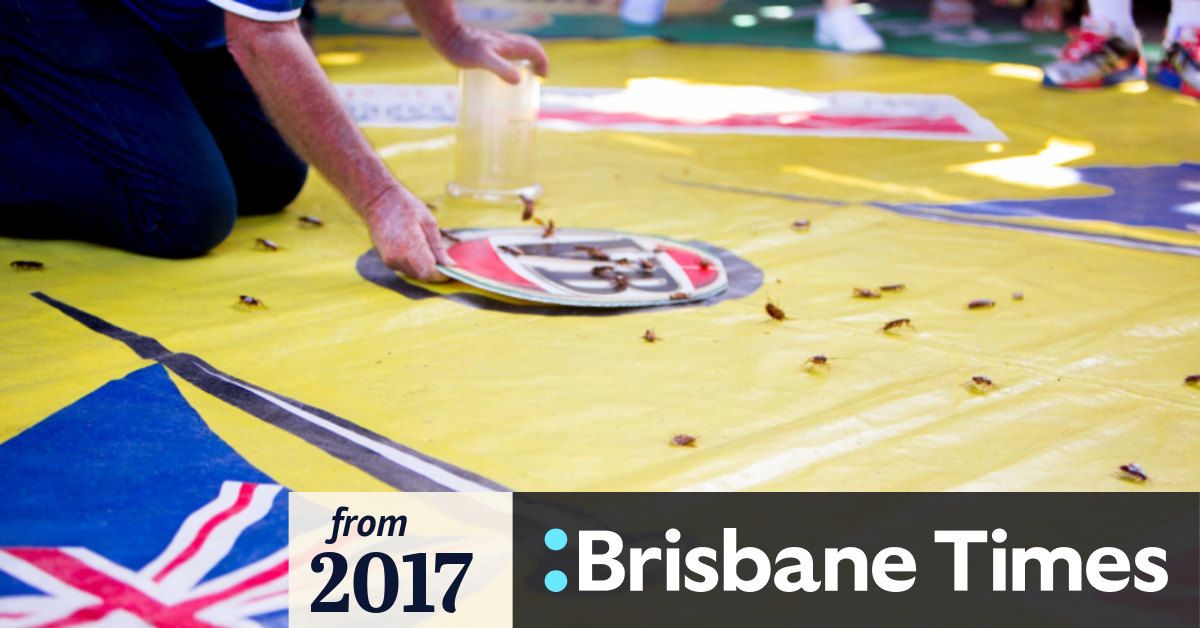 The 36th annual cockroach race