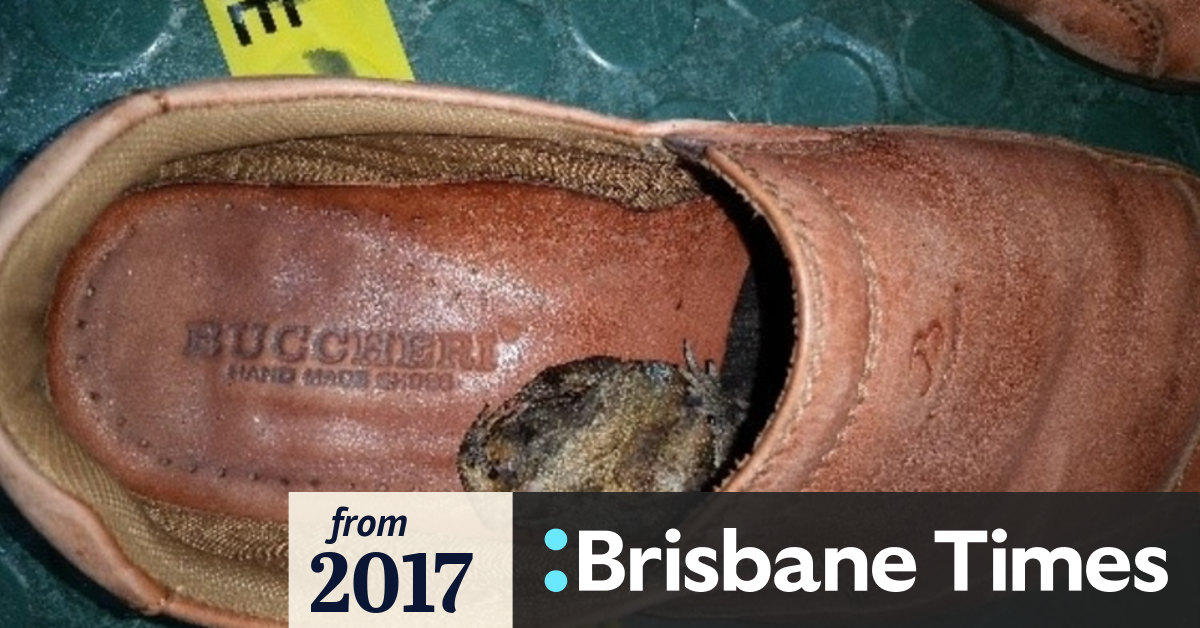 Unwanted toads, frogs smuggle themselves into Australia in shoes