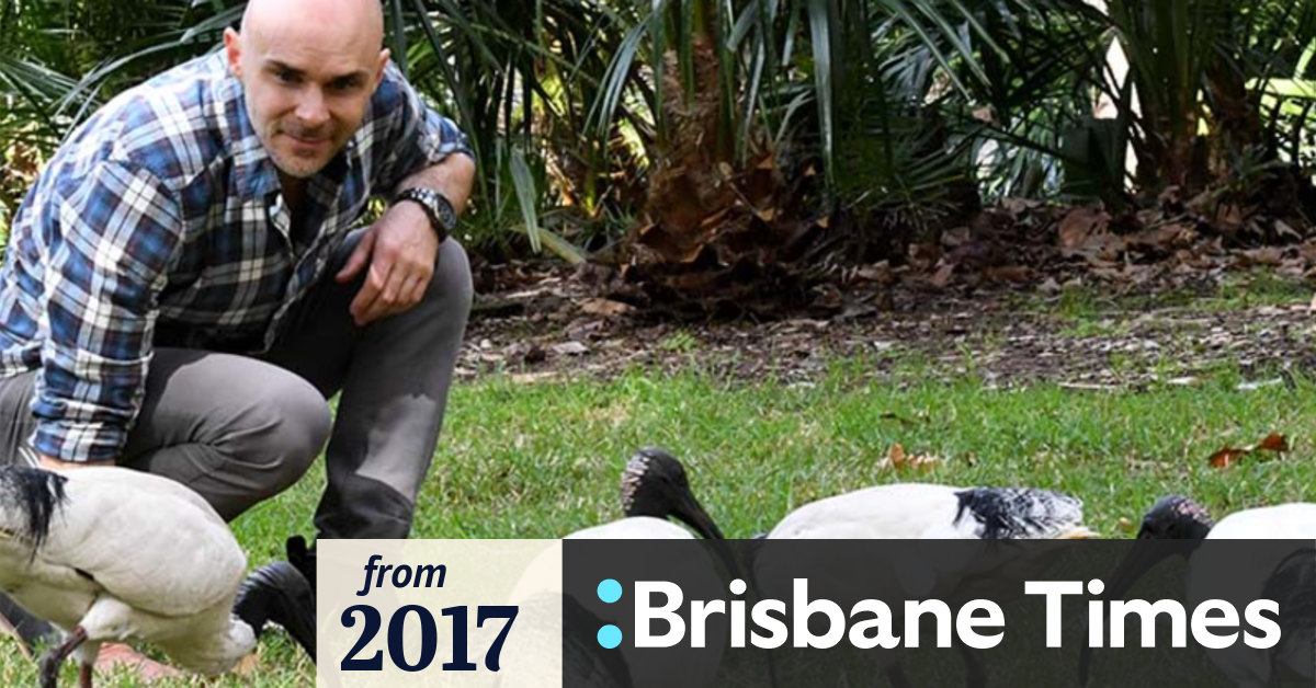 Video: Ibis trade protein for carbs