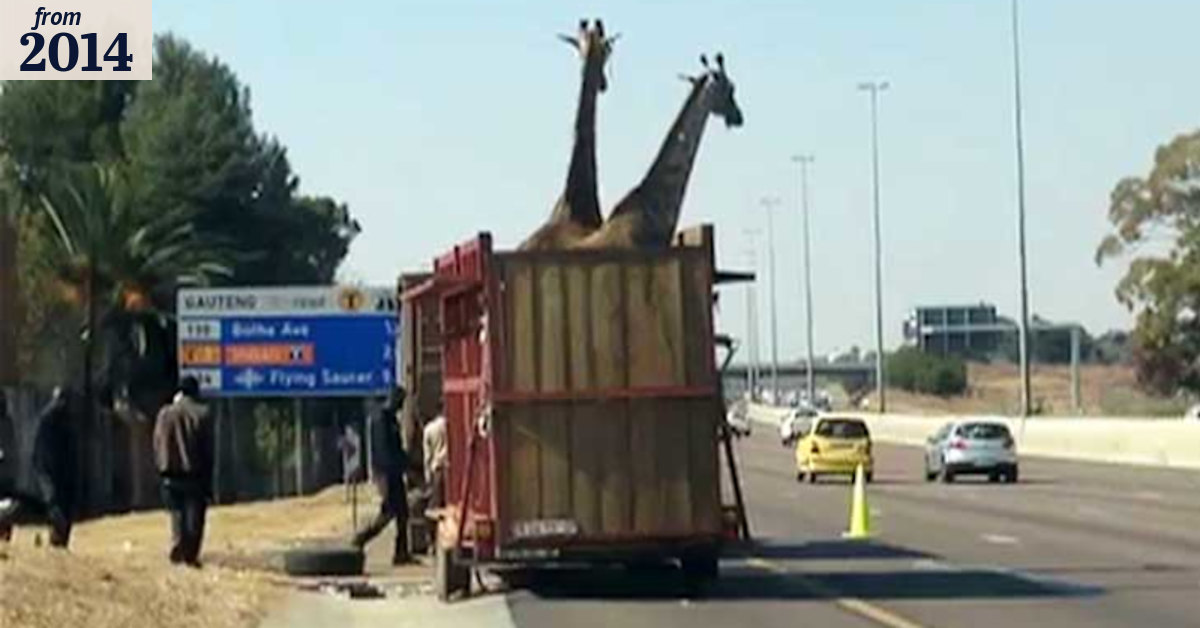 giraffe hit bridge