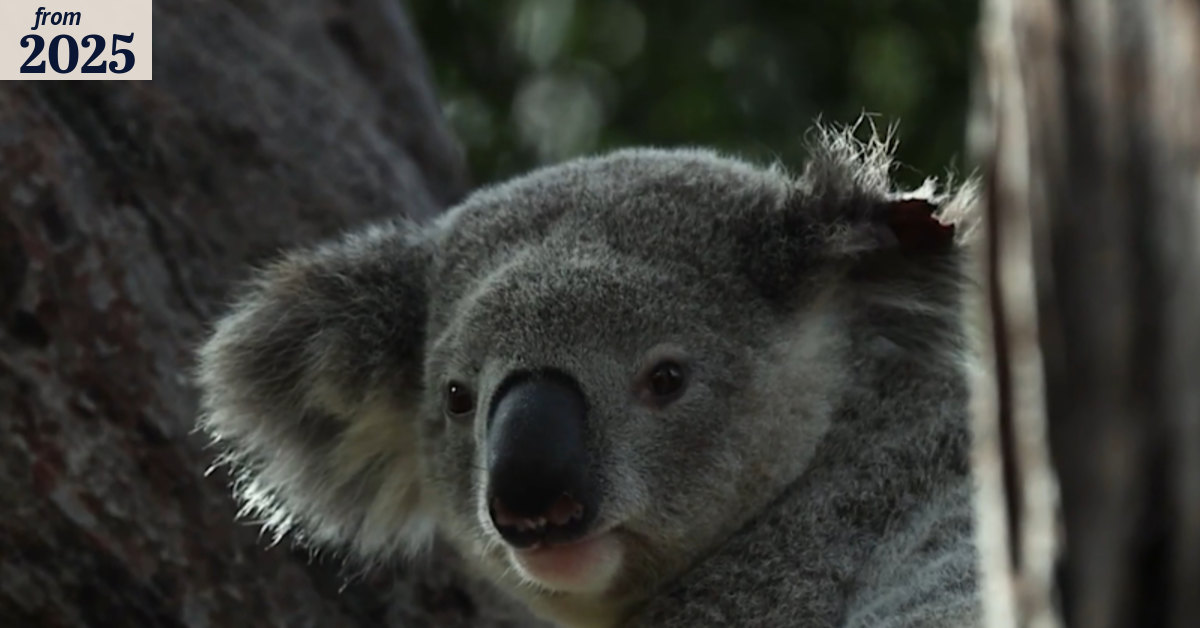 Video: Government announces major Koala protection plan