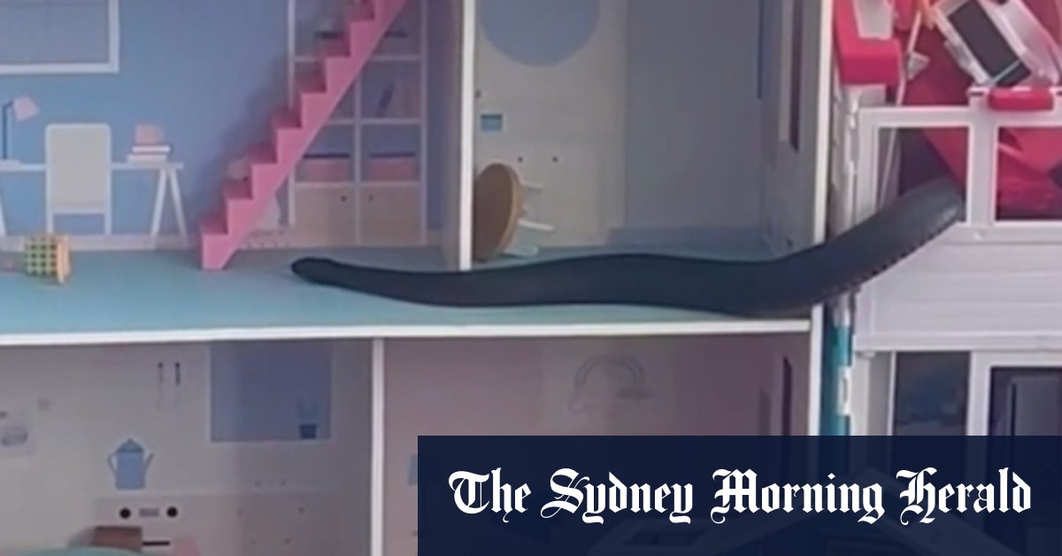 Video: Shock large snake slithers into children's playroom