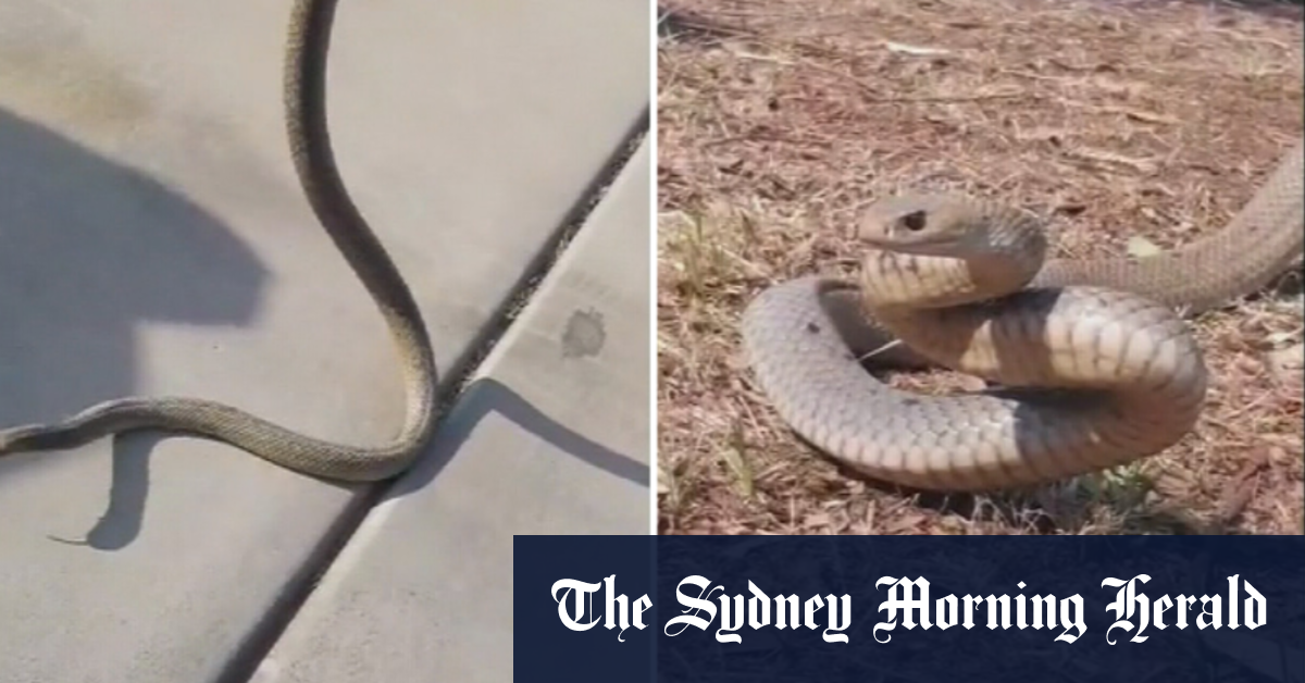 Video: Queensland family mourns death of father after snake bite