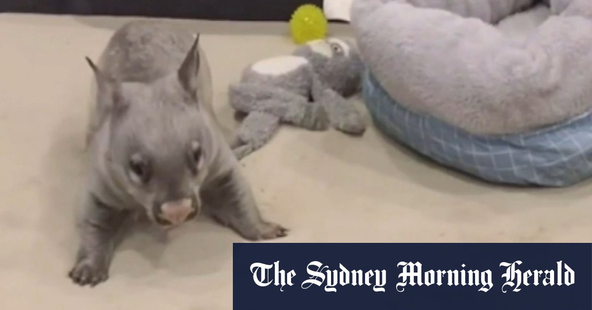 Video: Wombat's 'zoomies' go viral