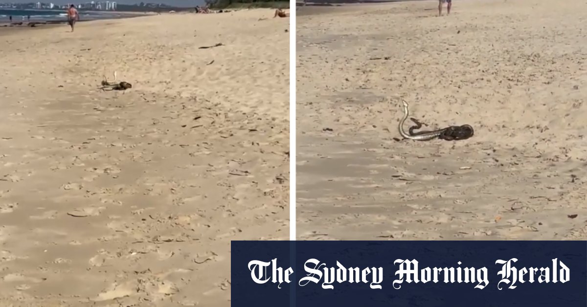 Video: Two large snakes filmed wrestling on Queensland beach