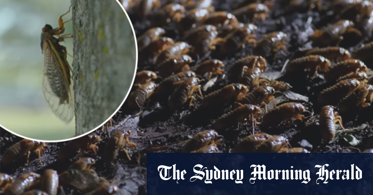 Australian National Review - Swarms of cicadas emerge in US