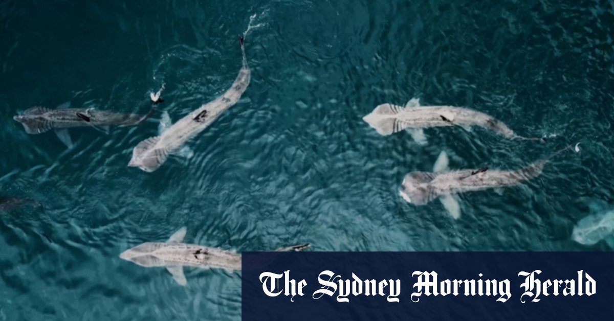 Video: Rare encounter with 'very large sharks' off Ireland