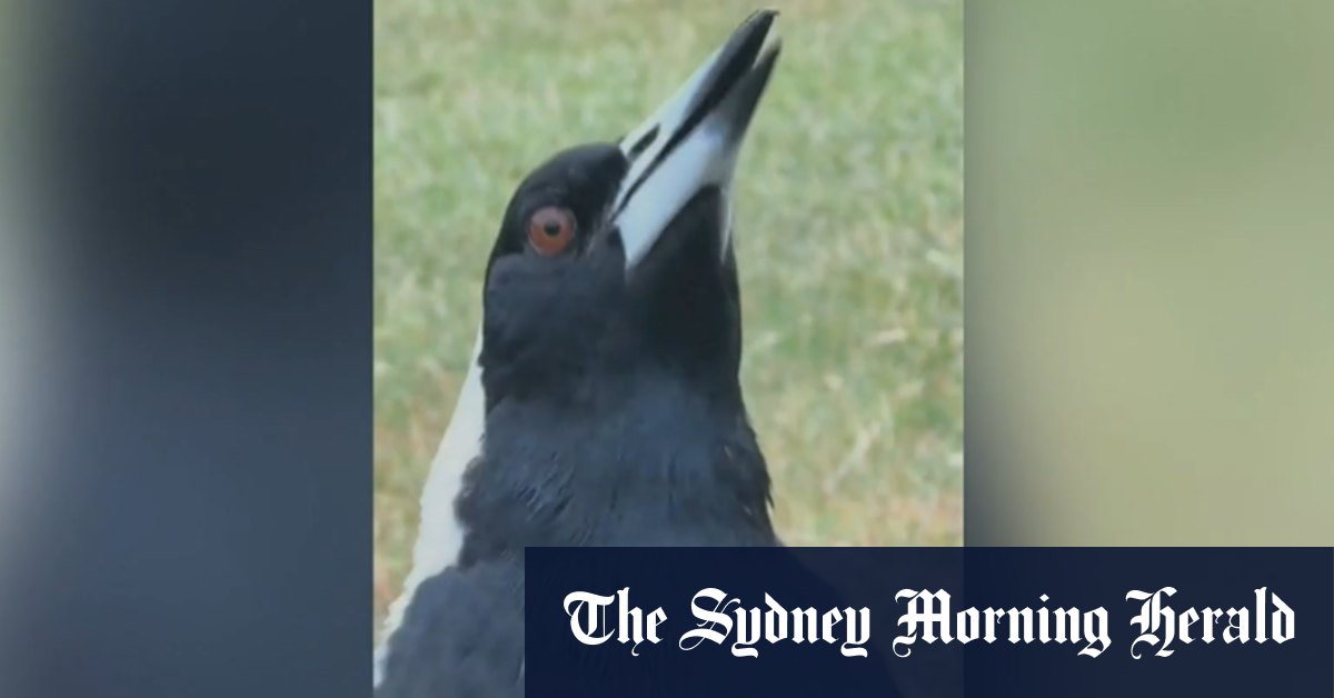 Video: Magpie swooping season has started again