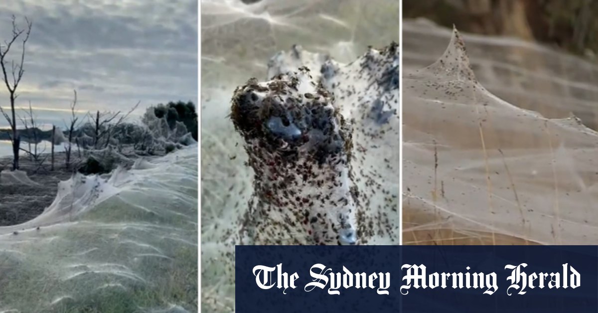 Video: Victoria facing spider plague after floods