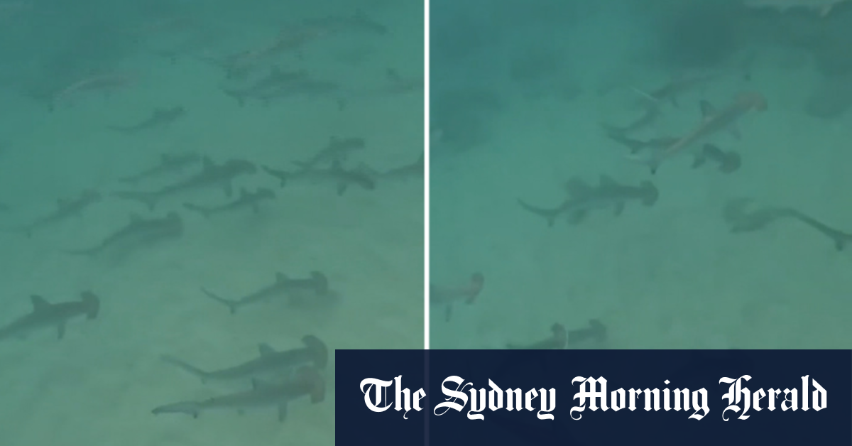 Video: School of hammerhead sharks spotted off Burleigh Heads