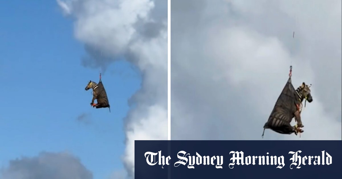 Video: Runaway pet zebra captured after evading authorities for a week