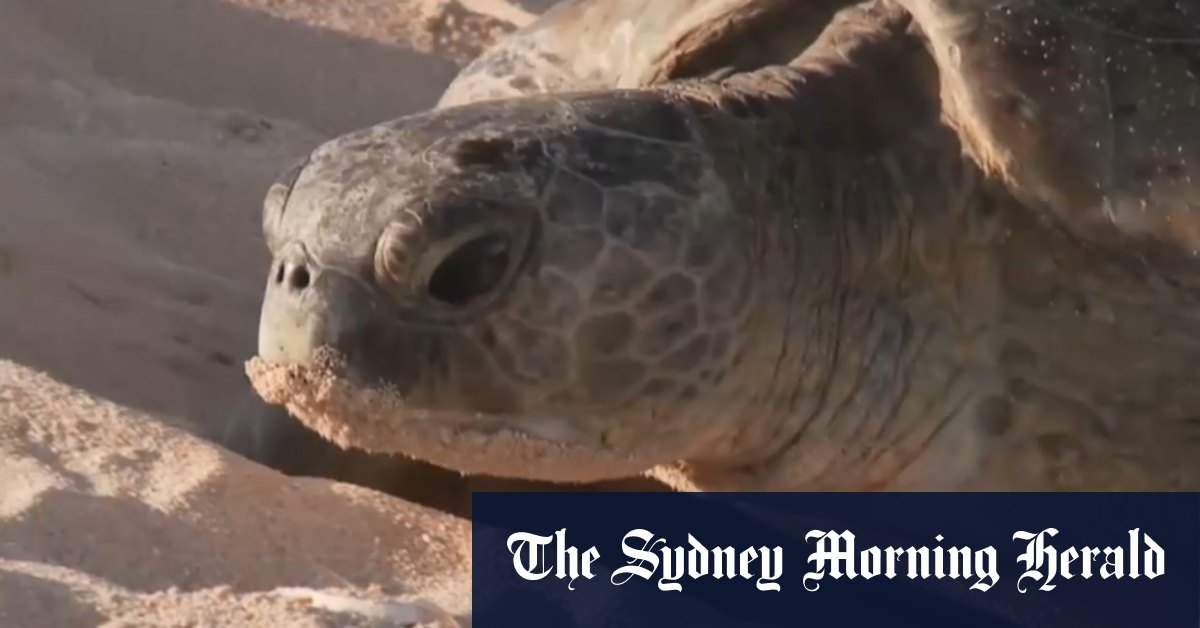 Video: Baby turtles thriving on Great Barrier Reef