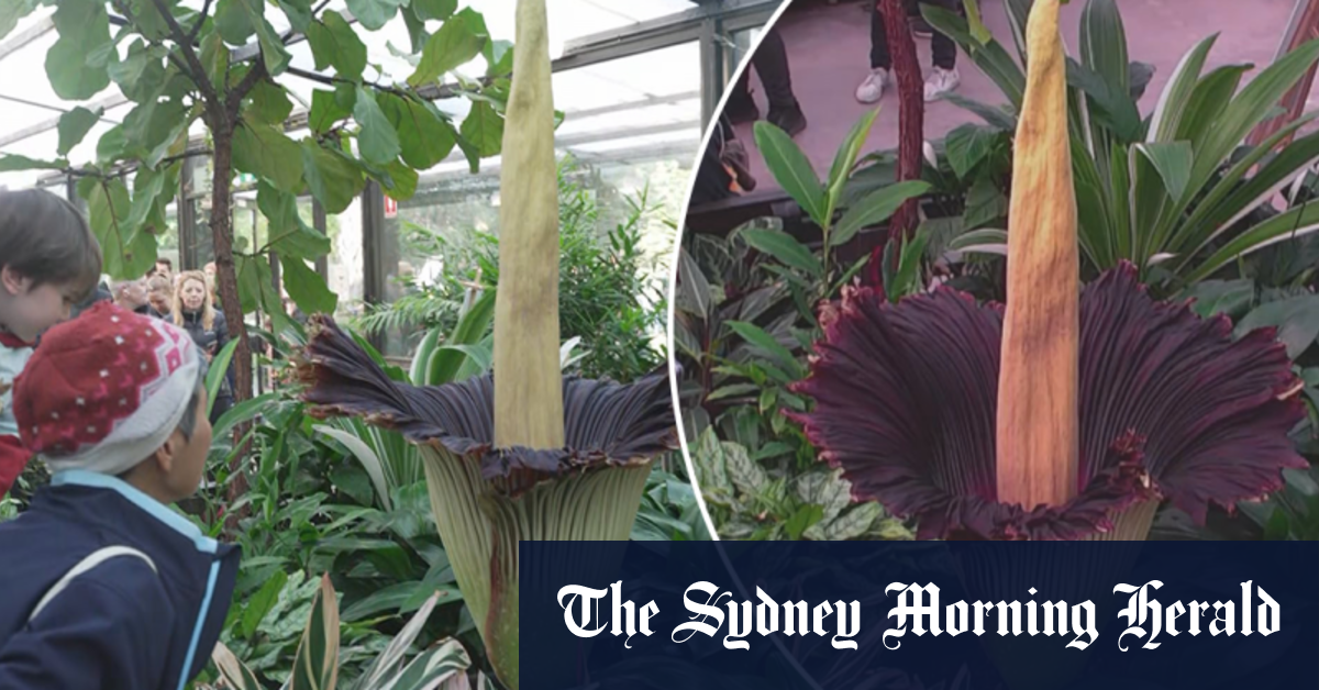 Video: Thousands line up to catch a glimpse of the corpse flower