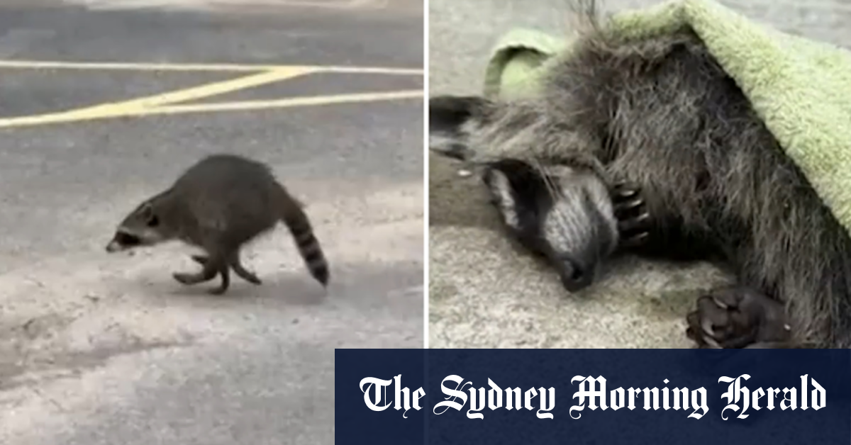 Video: Drunk raccoon saved with CPR