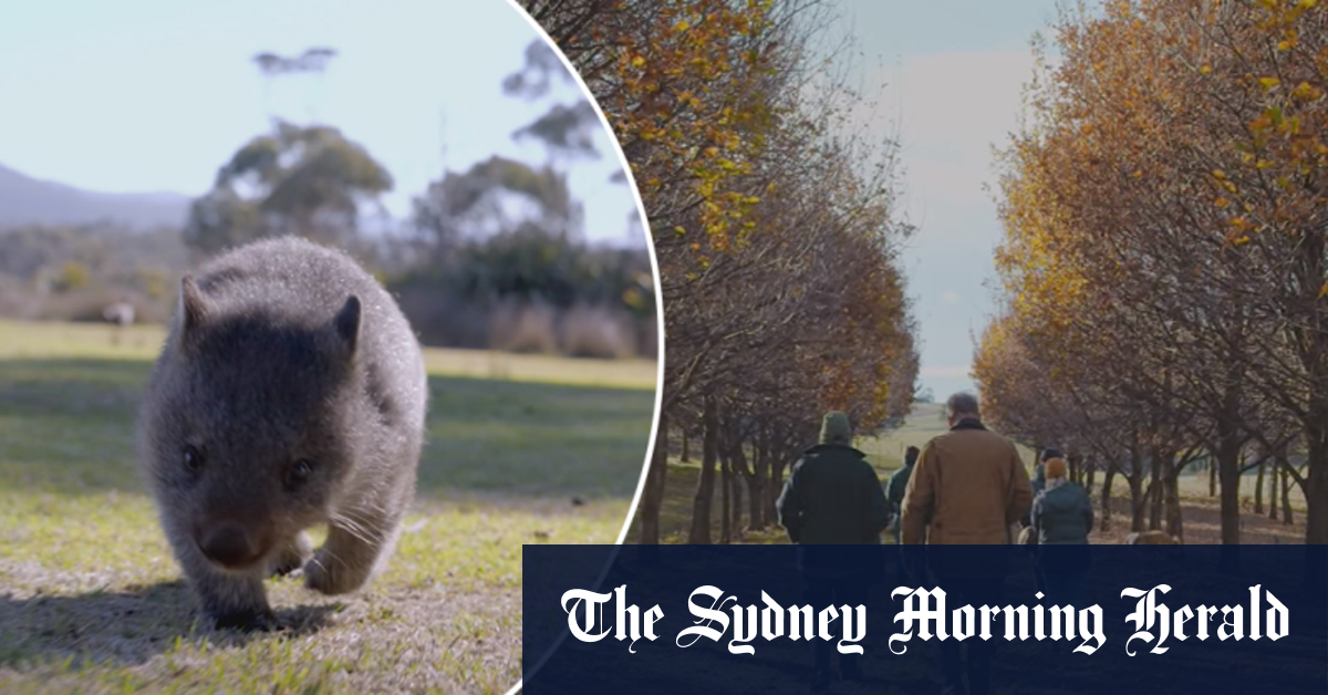Video: Tasmania hiring 'wombat walker' in bid to attract tourists