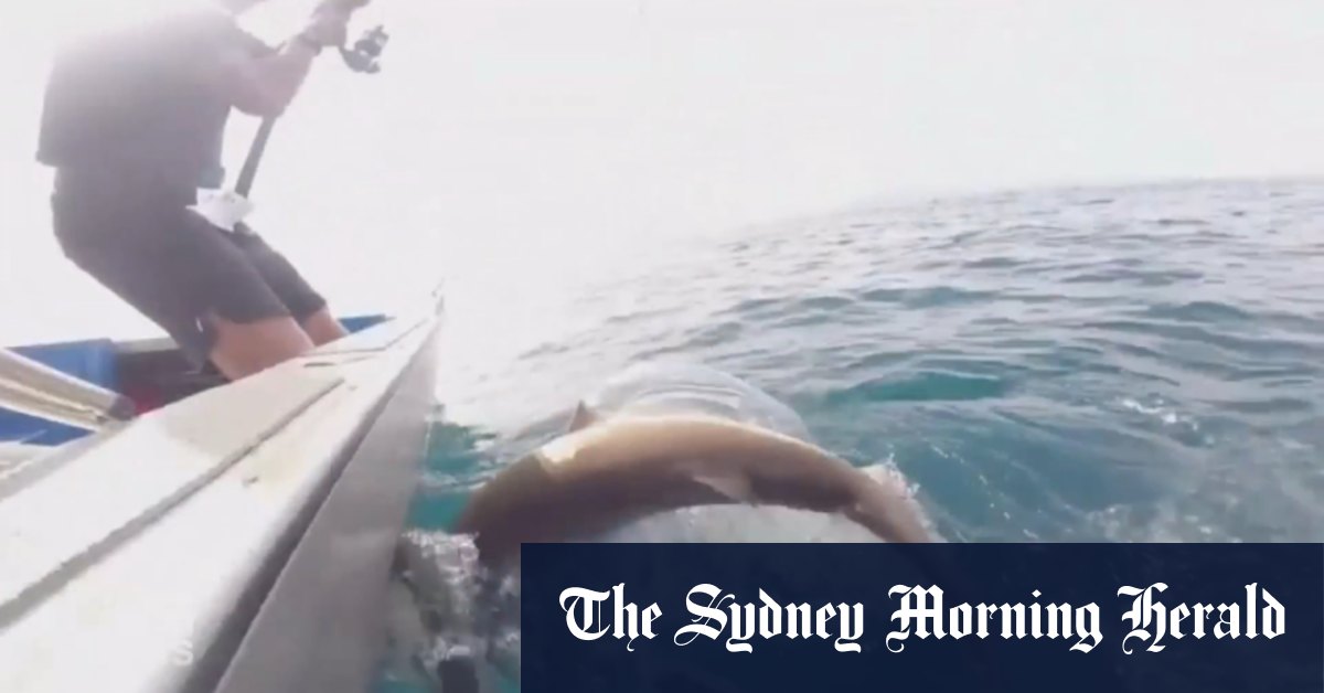 Video: Shark steals fisherman's catch
