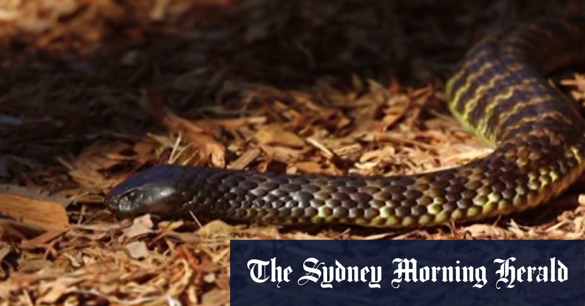 Video: Venomous snakes spotted as snake season starts early, experts warn