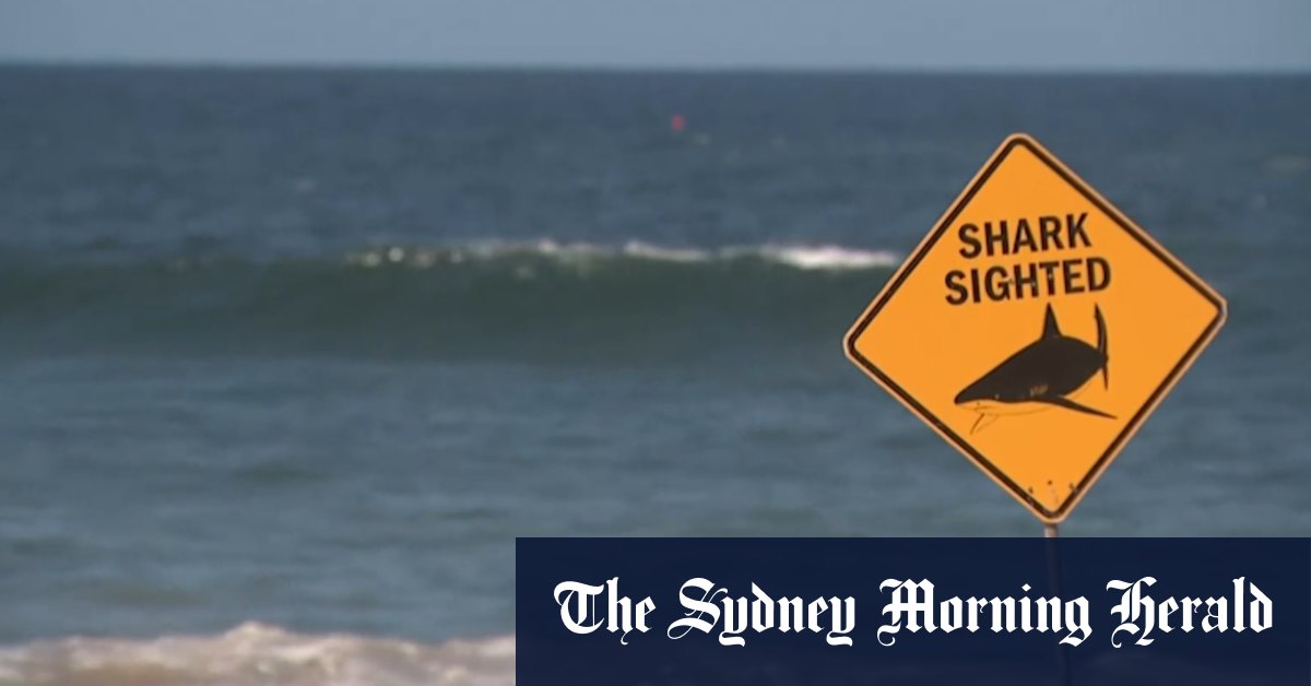 Video: Tributes flow for surfer killed by shark near Dee Why