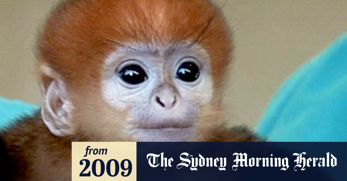 Video: Baby monkey rejected by parents