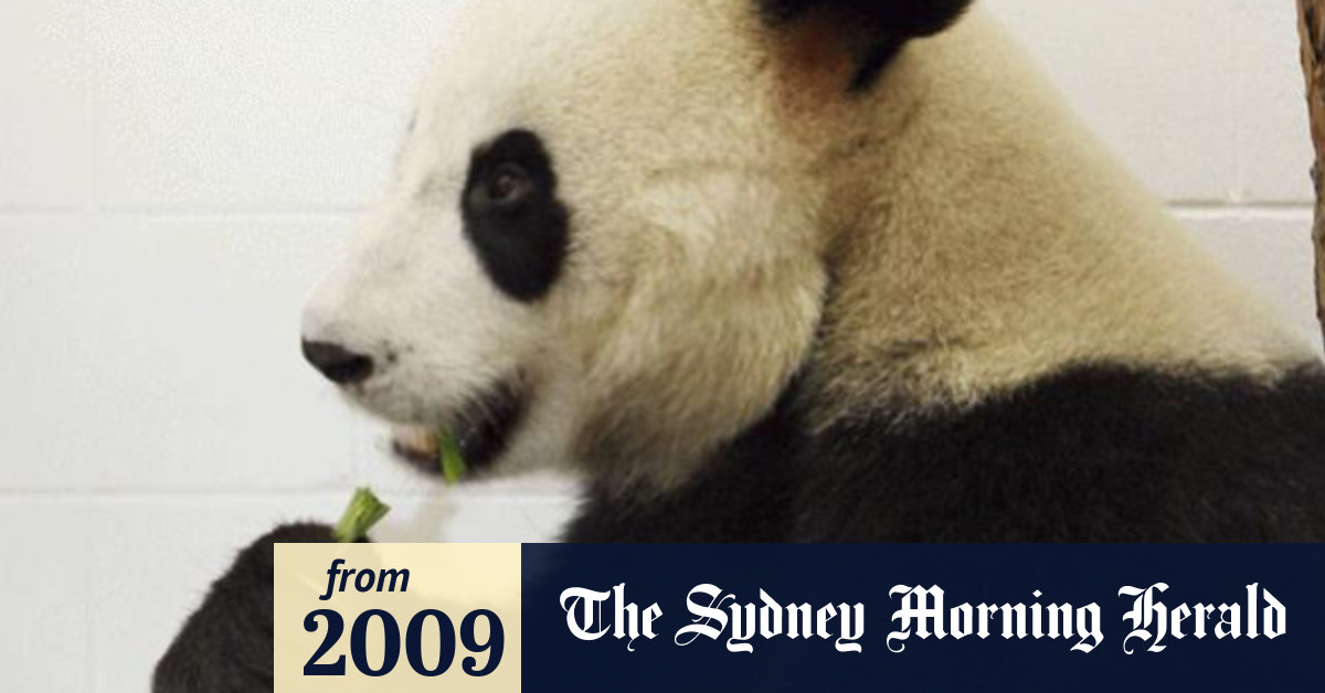 Video: Panda fever hits Adelaide