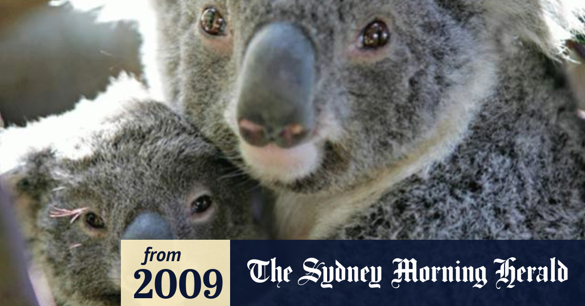 Video: Stressed koalas get Chlamydia